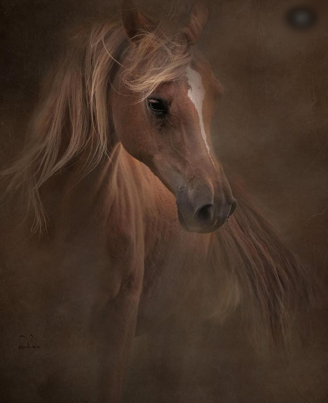 GitHub - asharma05/horse_profile: horse_profile