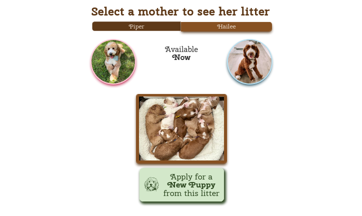 GitHub - theTyster/cherrylanefarmdoodles: Files running cherrylanefarmdoodles.com