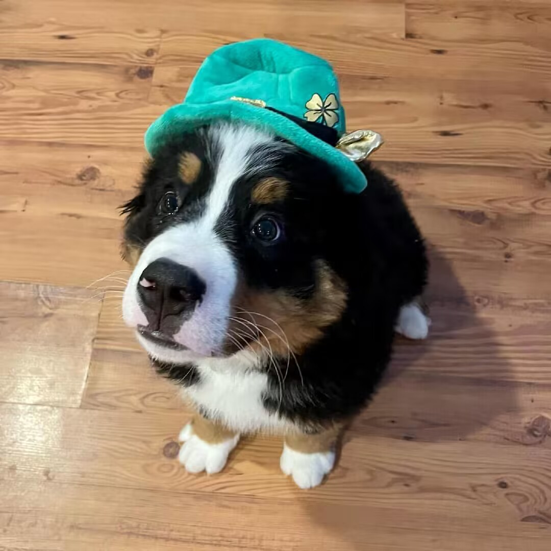 GitHub - StrawberryHills/Penthouse-of-Bernie: 激情所在。