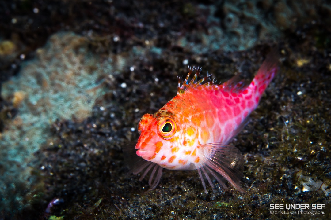 Github Zhuangpeixian Zhuangpeixian Github Io