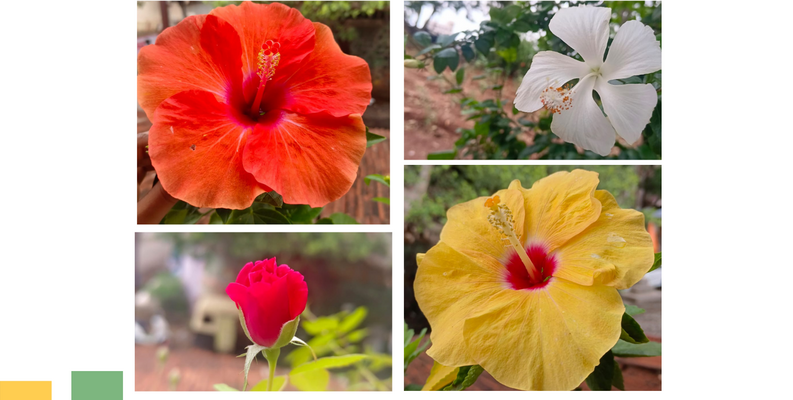 GitHub - MohdAdnanKhan001/FlowerClassification