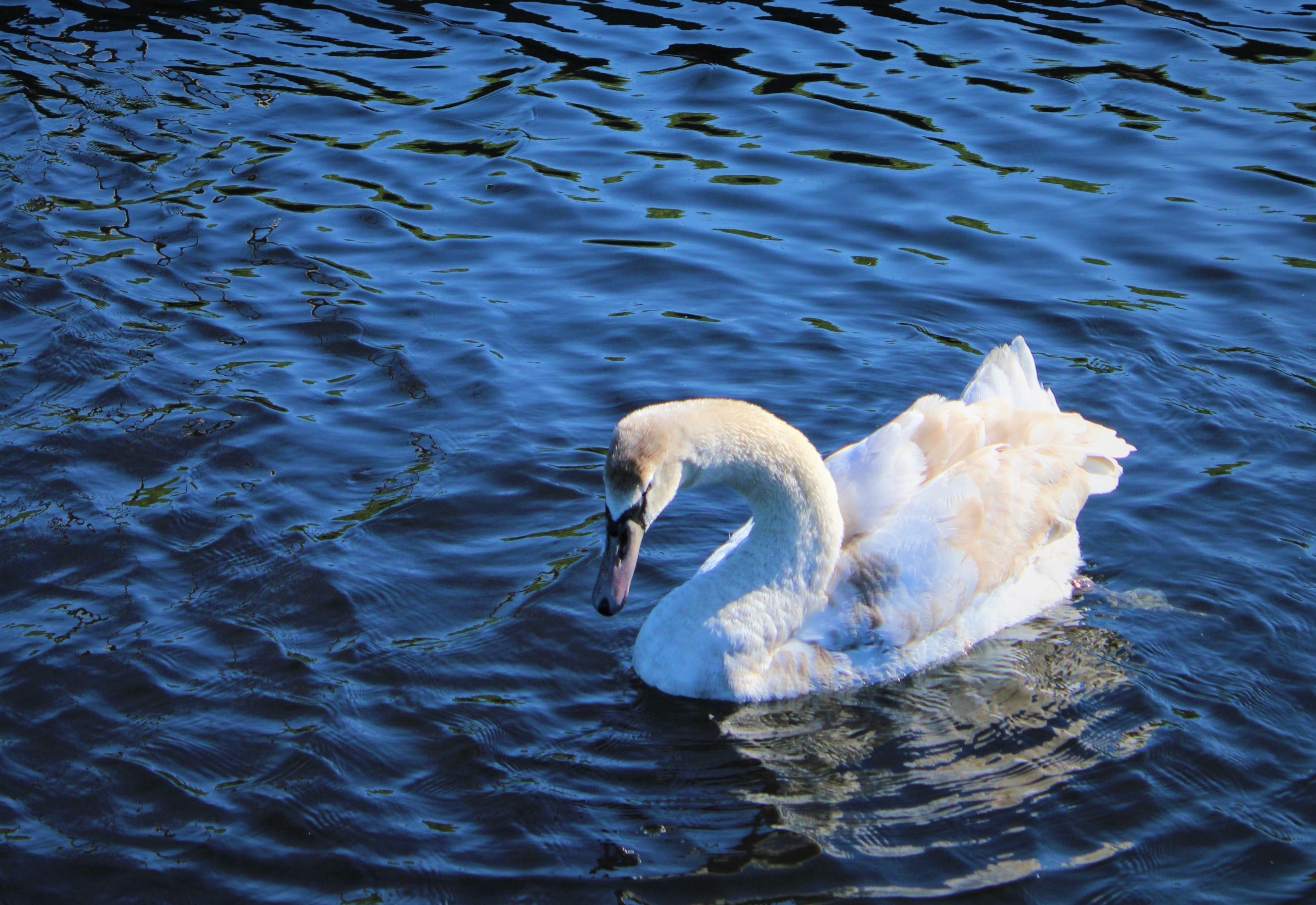 GitHub - Bharathrdaniel/Bharath-Ravi: Config files for my GitHub profile.