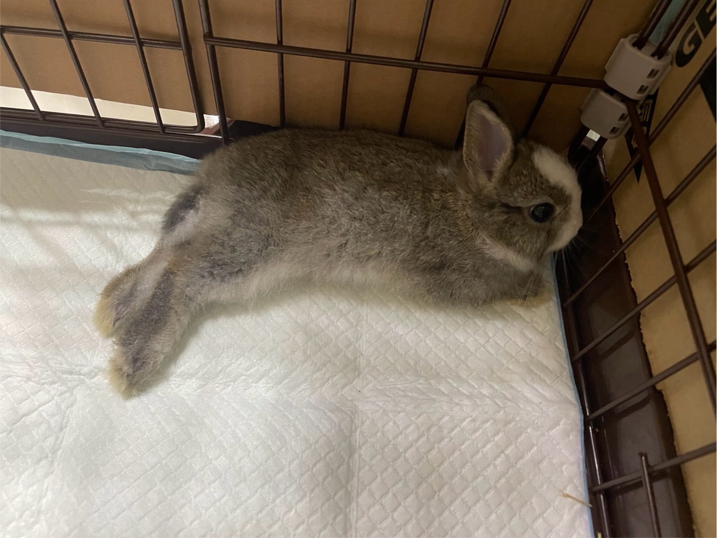 jager081/野格.htm at main · Weilee02/jager081 · GitHub