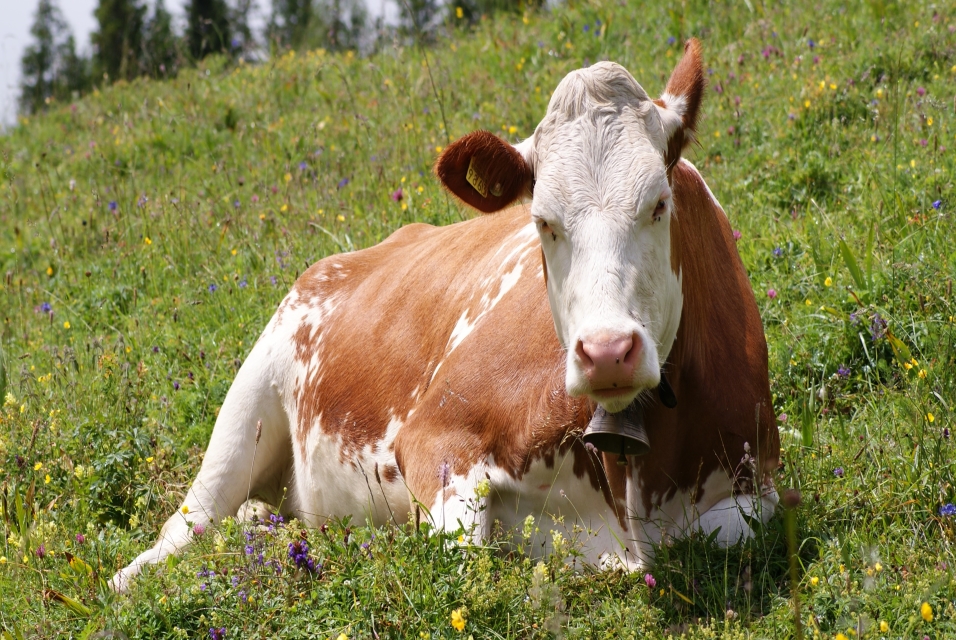 GitHub - mac-edmondson/BeTTY: A better way to "terminal emulator".