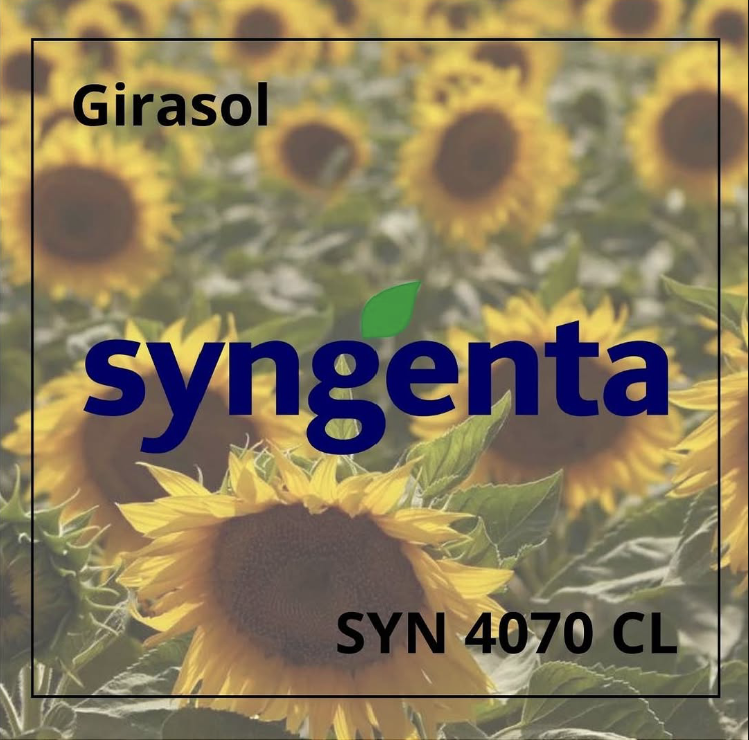 GitHub - anatissera/Conteo-Semillas-Girasol-Syngenta