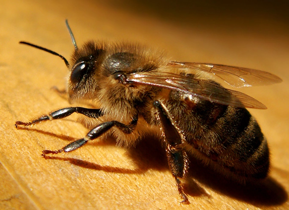 GitHub - Bamiel2025/Apiexpert: Analyseur morphométrique d'aile d'abeilles