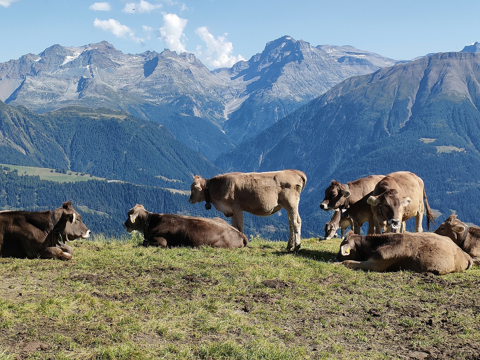 data-science-projects · GitHub Topics · GitHub