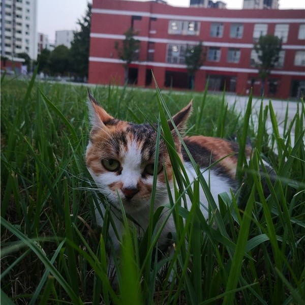 Github Tapslt Github Pages Template Based Upon Html And Markdown For