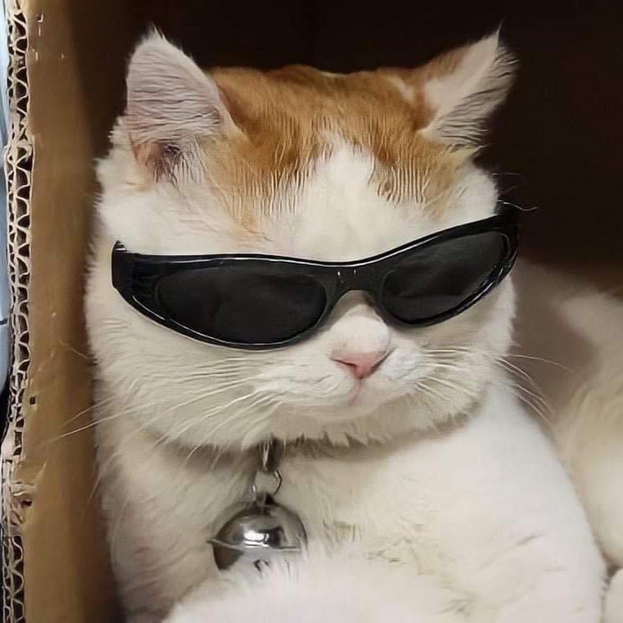 SKRIPT1202.github.io/index.html at main · SKRIPT1202/SKRIPT1202.github.io · GitHub