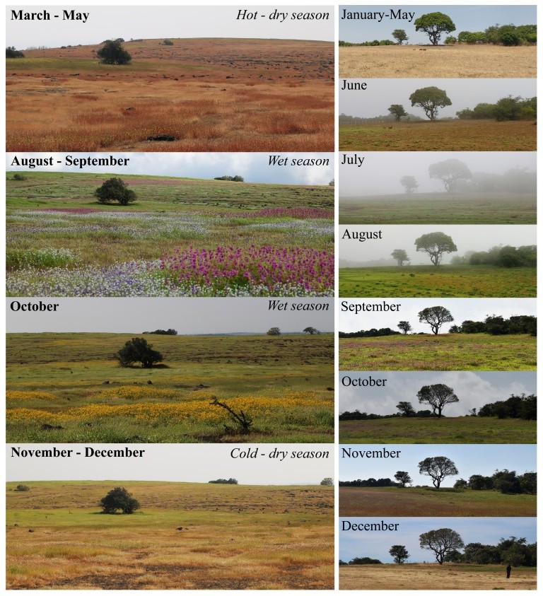 Phenology_paper_Biotropica/Flowering synchrony_plots at main · TrEE-Lab ...